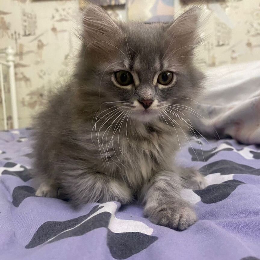 Британская девочка в добрые руки