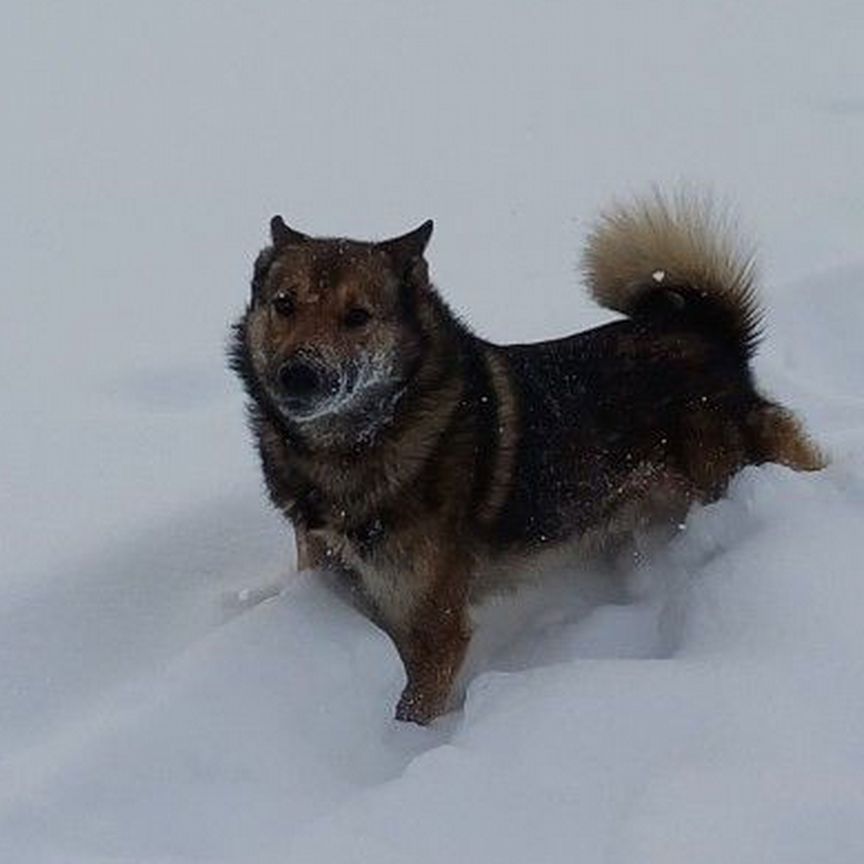 Взрослый пёс в добрые руки