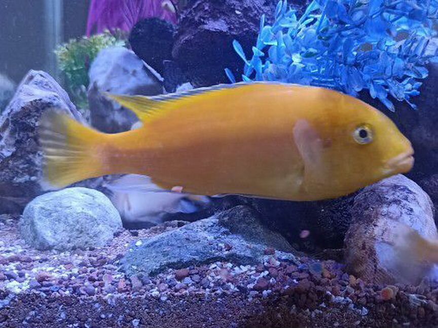 Рыба цихлида еллоу взрослая крупная