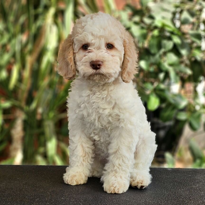 Лаготто романьоло девочка