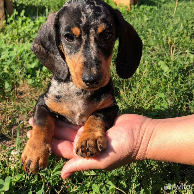 Карликовая мраморная такса