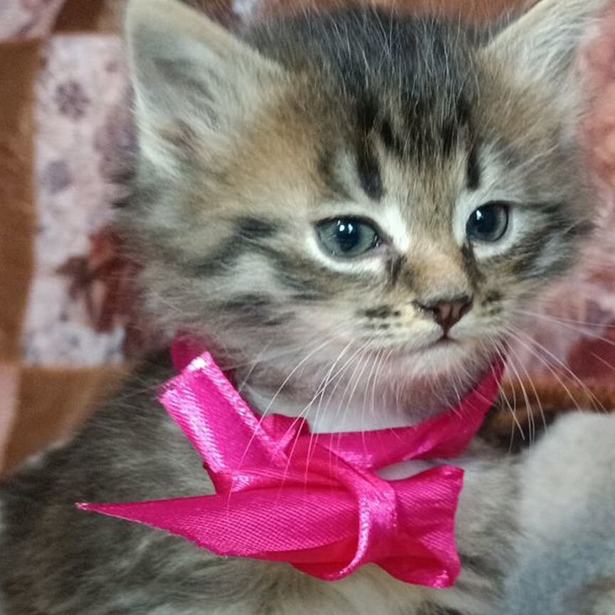 Отдадим котенка мальчика в добрые руки