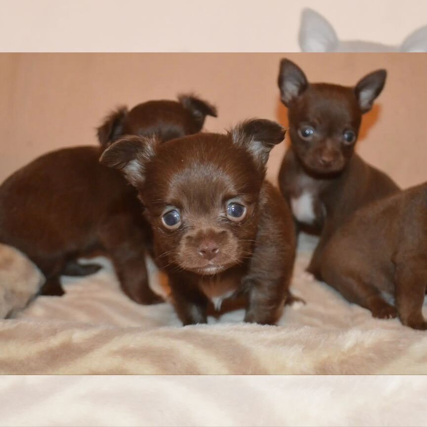 Чихуахуа, щенок