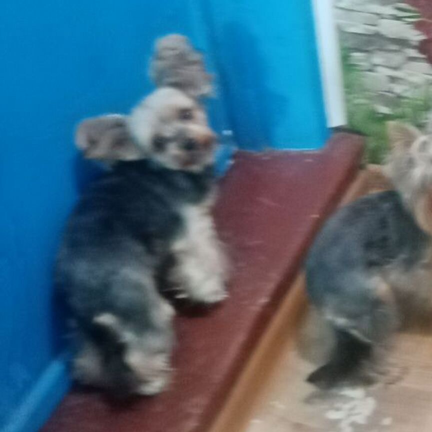 Йоркширский терьер, щенок