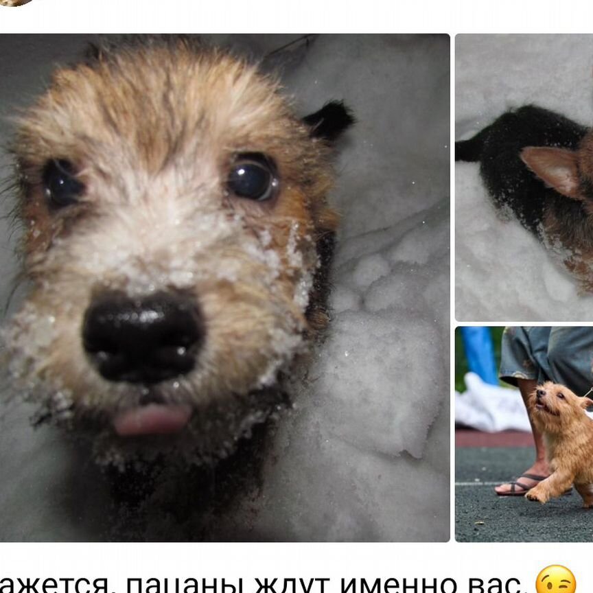 Норвич терьер щенки кобели