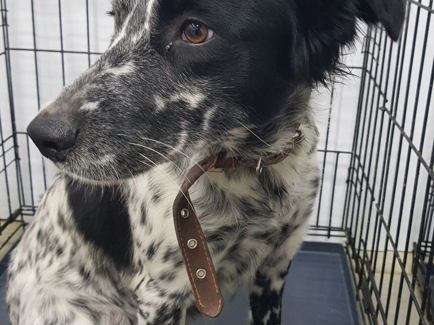 Щенки в отлове умирают от холода. Нужен дом