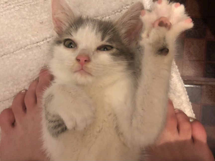 Ласковая девочка-котенок