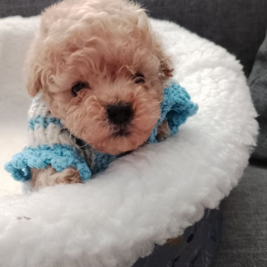 Абрикосовый мальчик