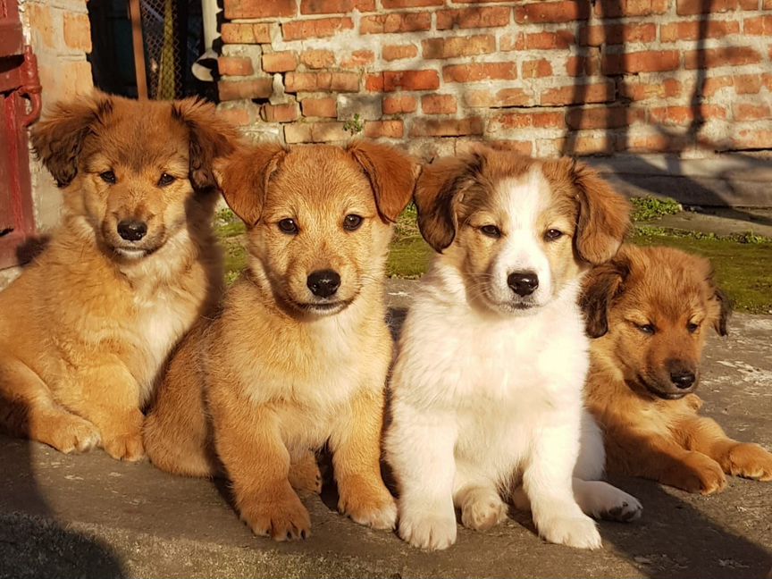 Щенки ищут дом