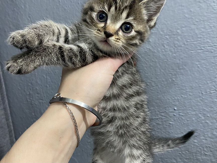 Котята Скоттиш страйт