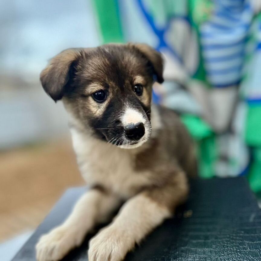 Щенки в добрые руки