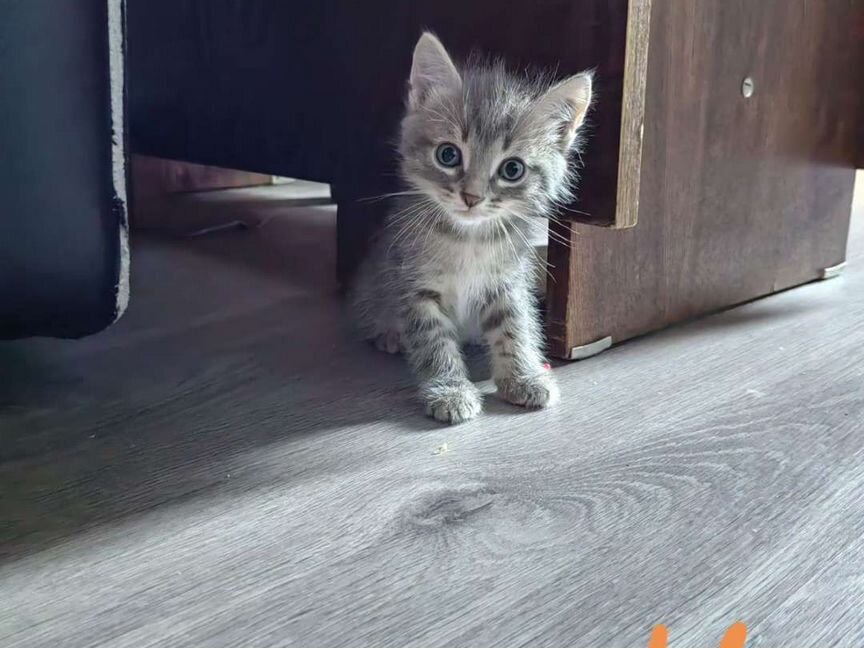 Кошки и котики