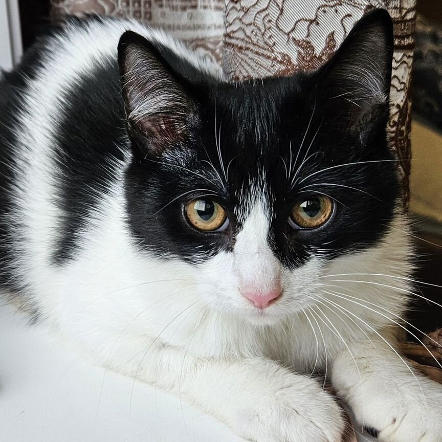 Котенок в добрые руки