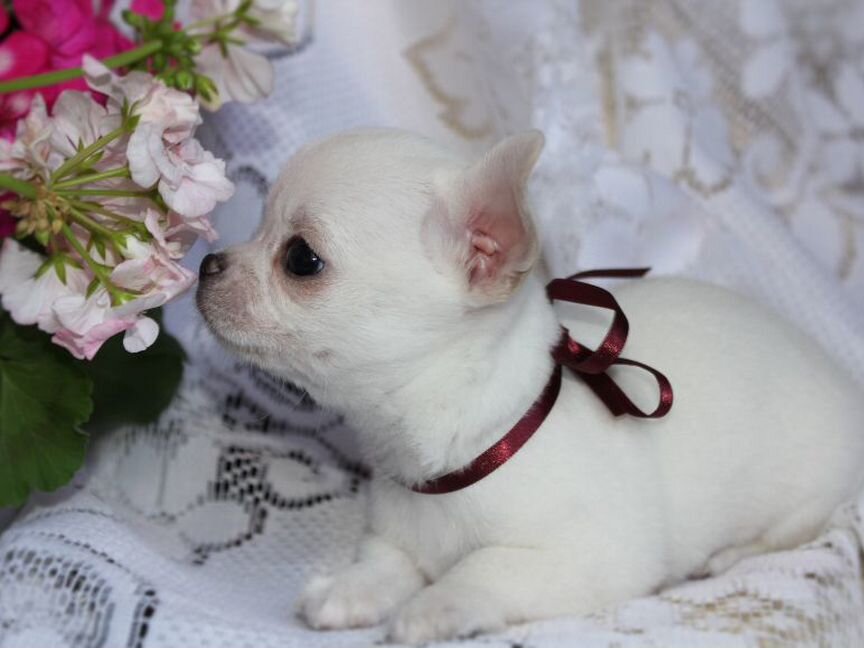 Щенки чихуахуа из питомника Хэппи Бэнд