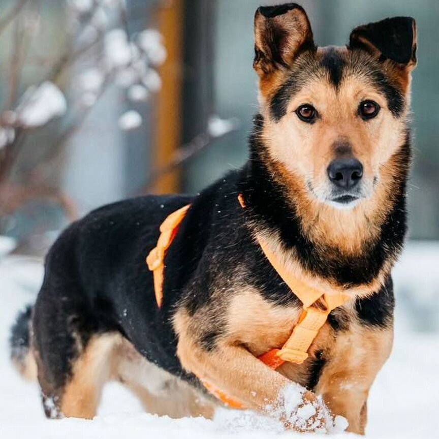 Взрослый пёс в добрые руки