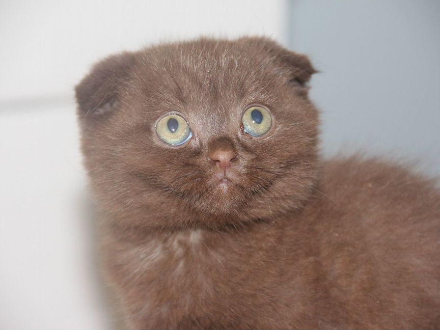 Шотландские котята