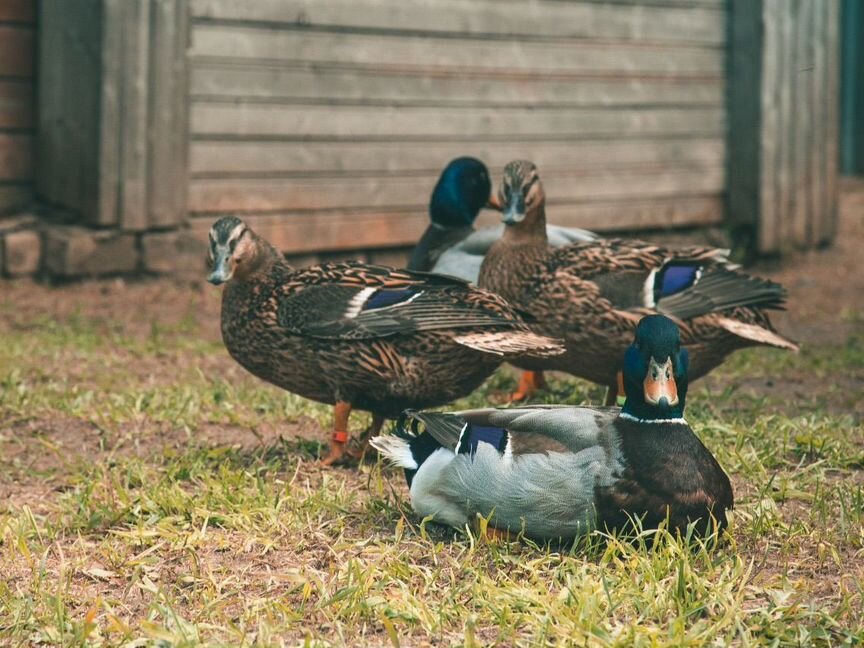 Подсадные утки