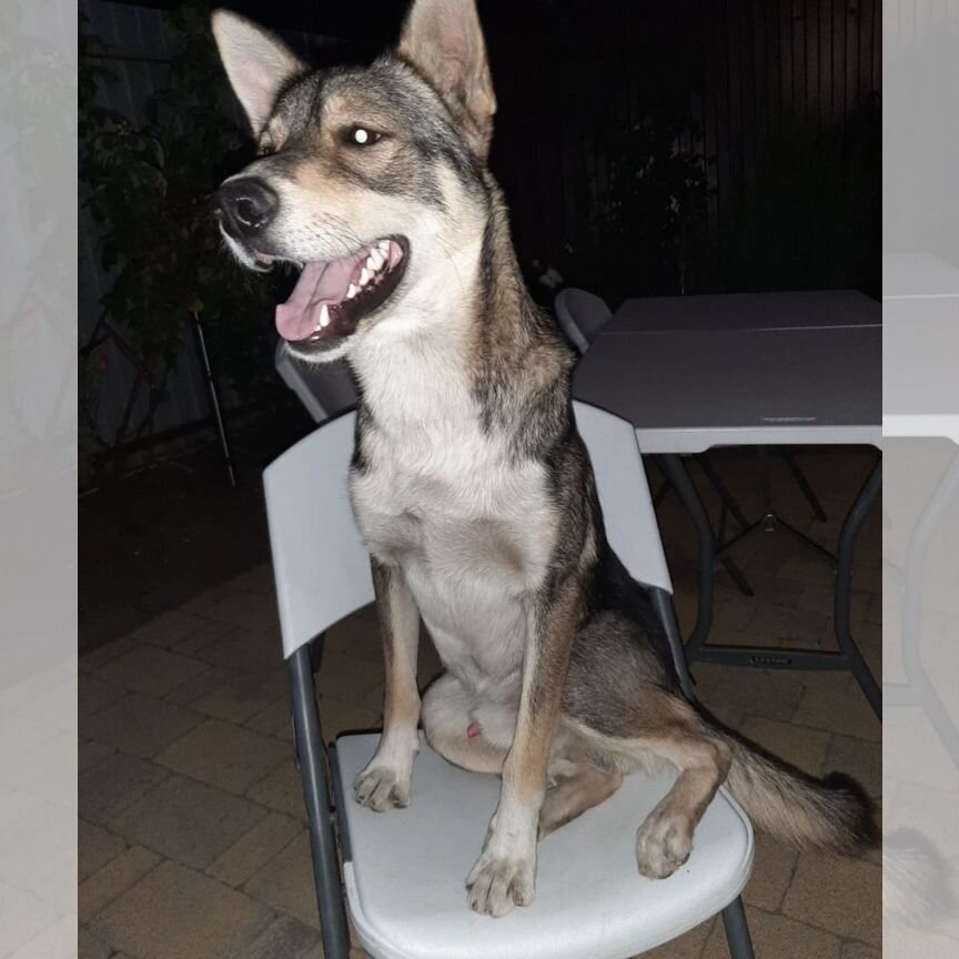 Сибирский хаски