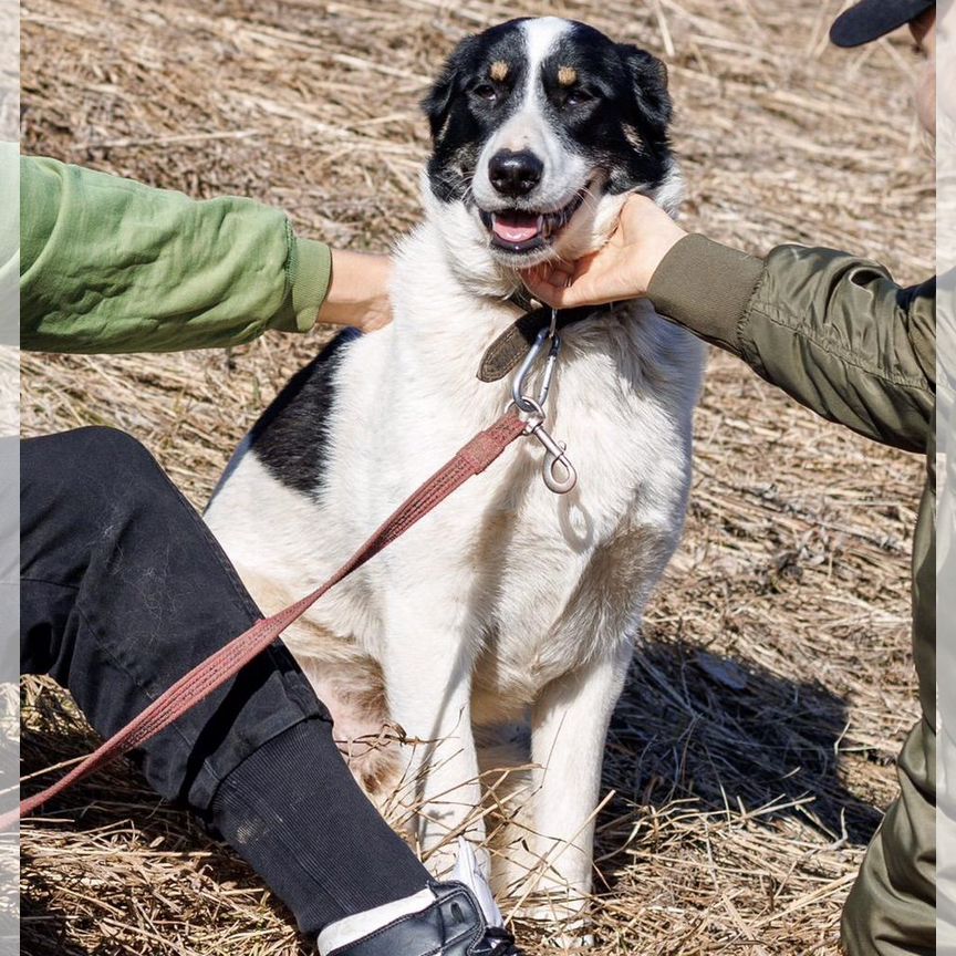 Щенок в добрые руки