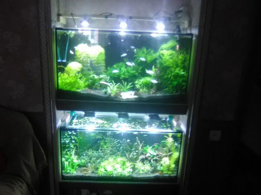 Аквариумные растения