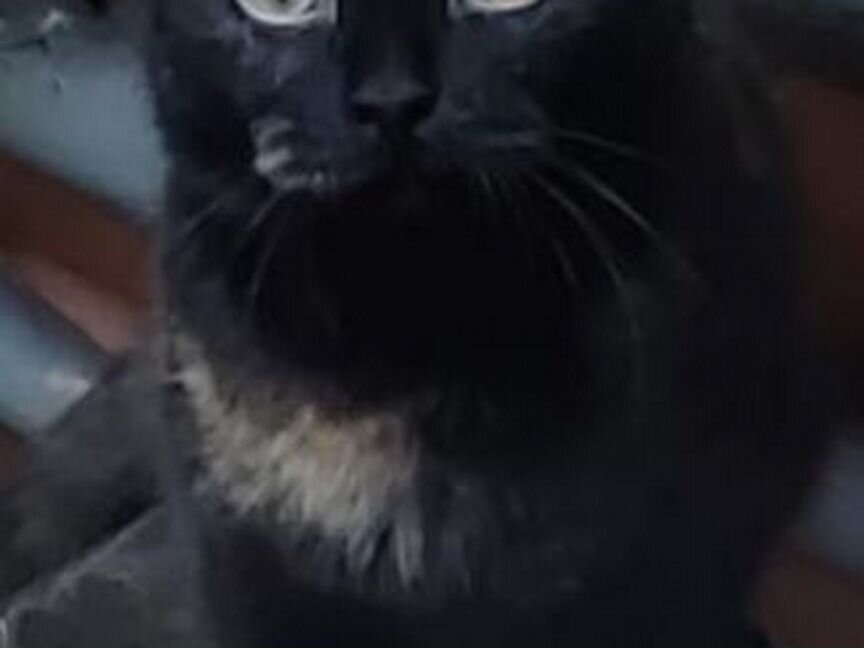 Кошечка в ответственные руки