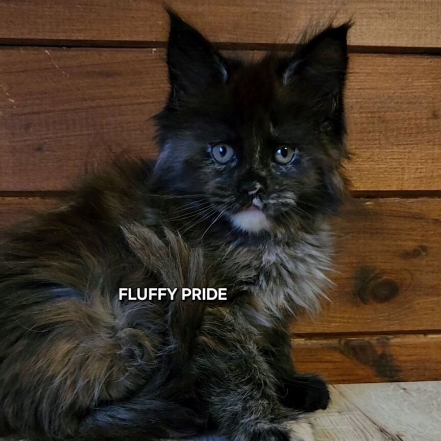 Котята мейн-кун. Питомник fluffy pride