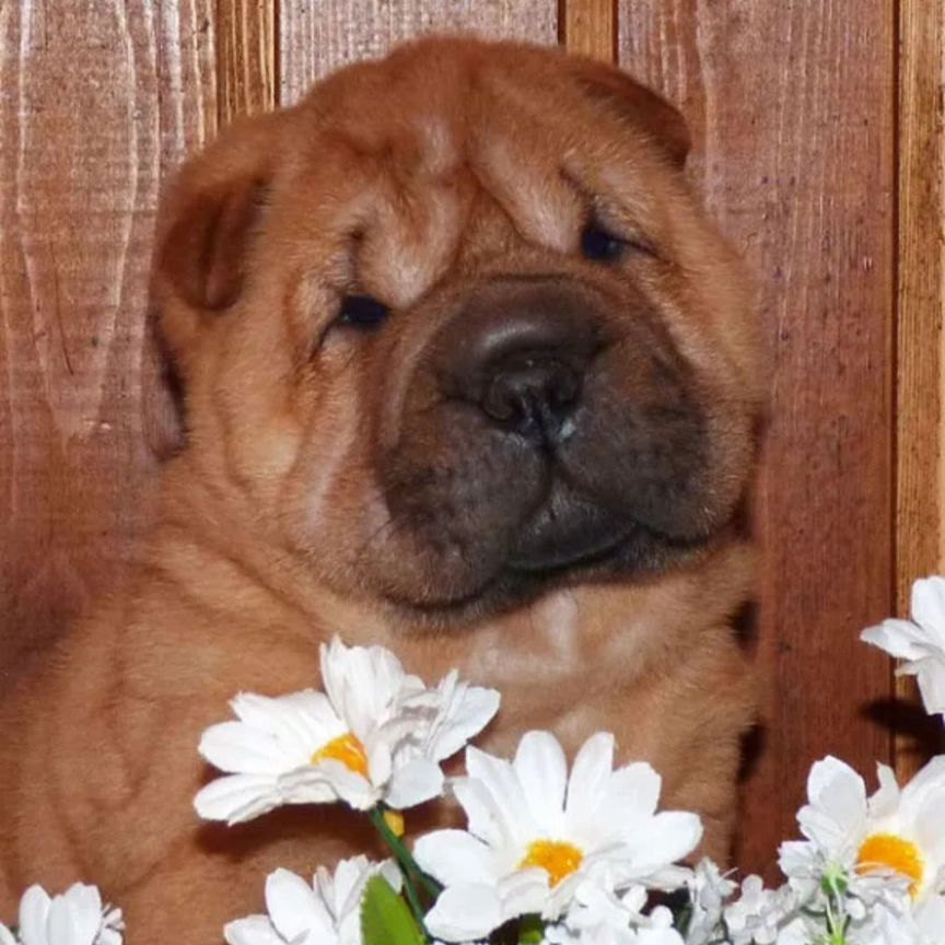 Шарпей лучший друг