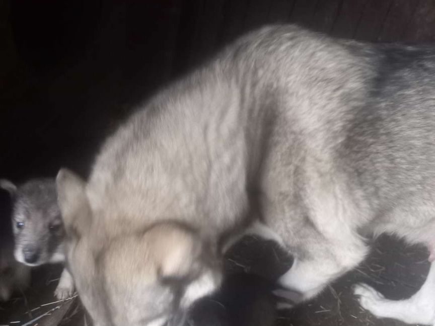 Западно сибирская лайка