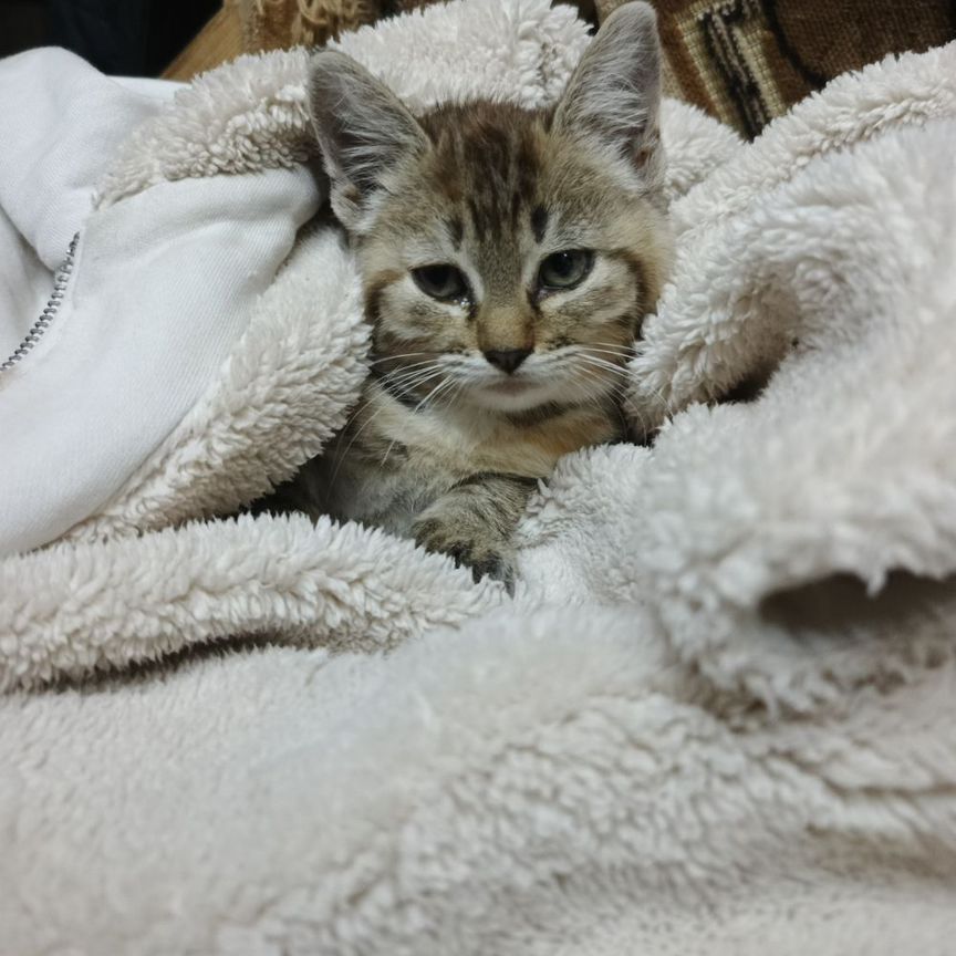 Котенок -девочка в добрые руки