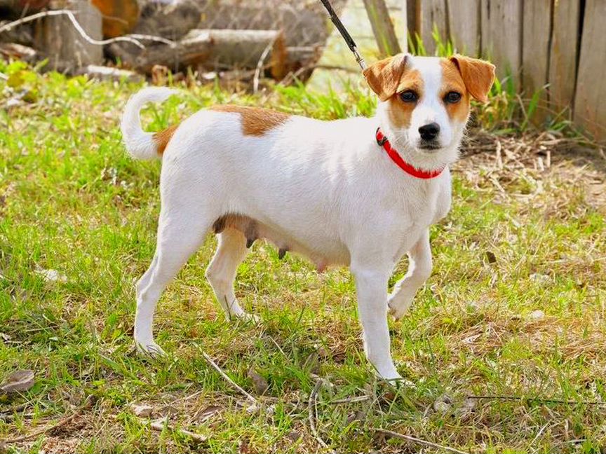 Джек рассел терьер в приюте, отдам в добрые руки