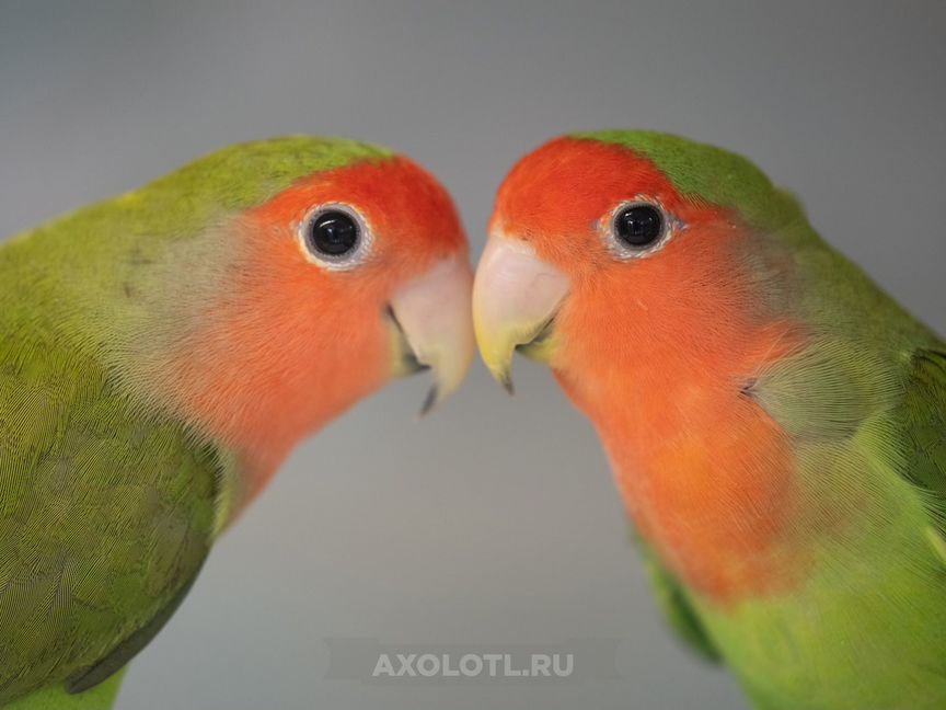 Неразлучник Розовощекий