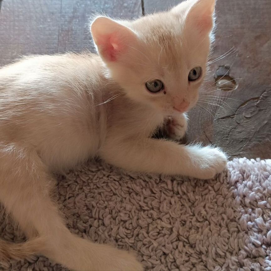 Котенок, отдадим в добрые руки