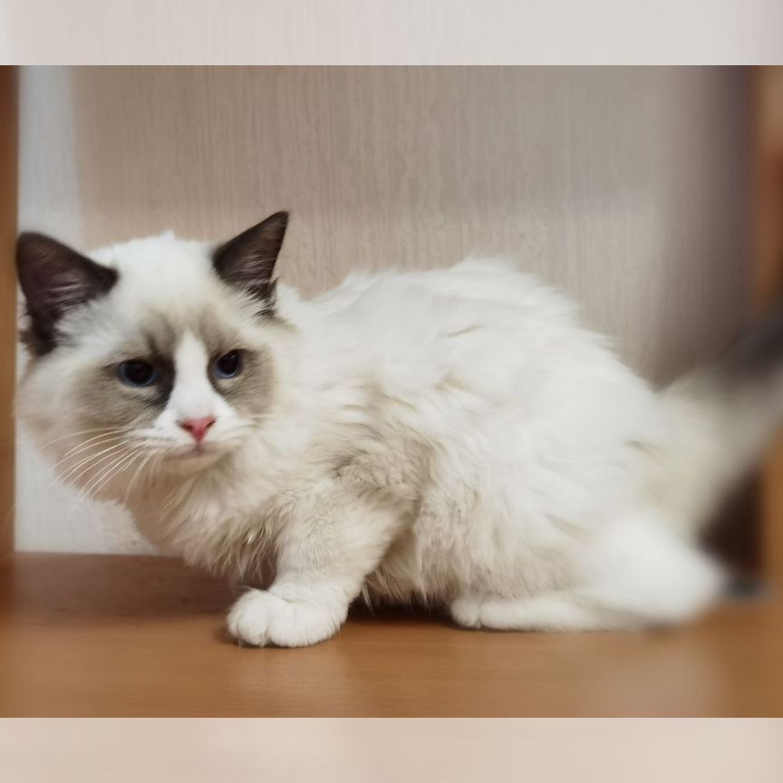 Рэгдолл, взрослый кот