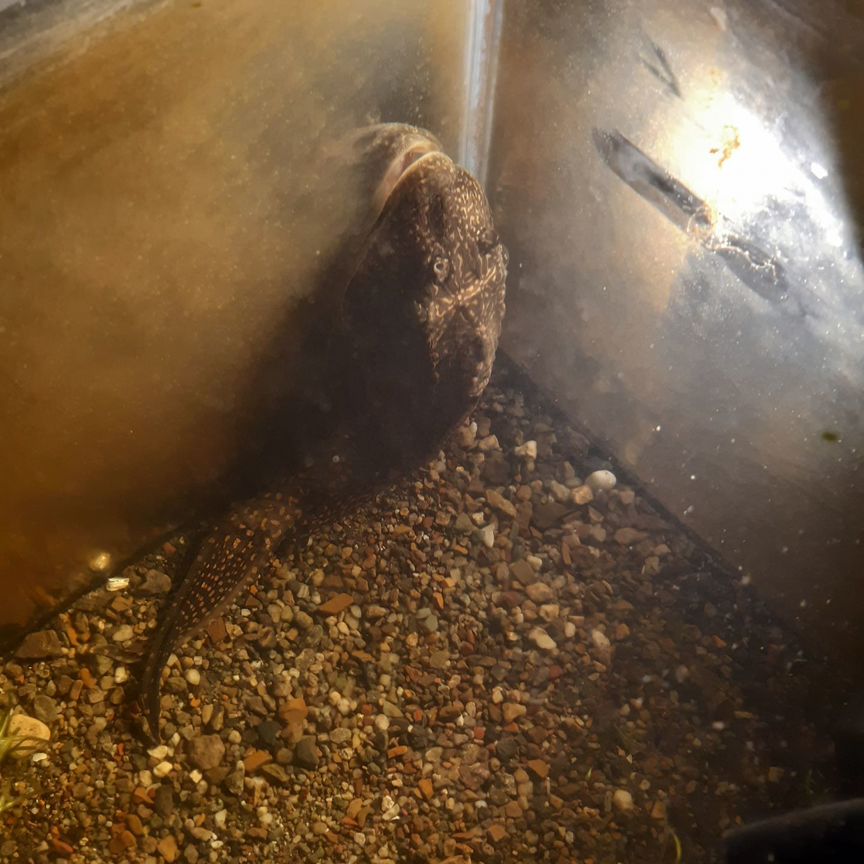 Сомик прилипала