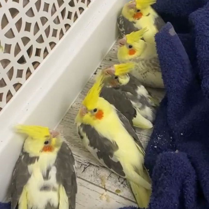 Попугай корелла птенец ручной