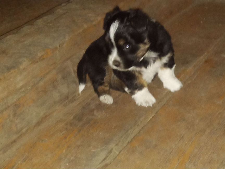 Щенята в добрые руки