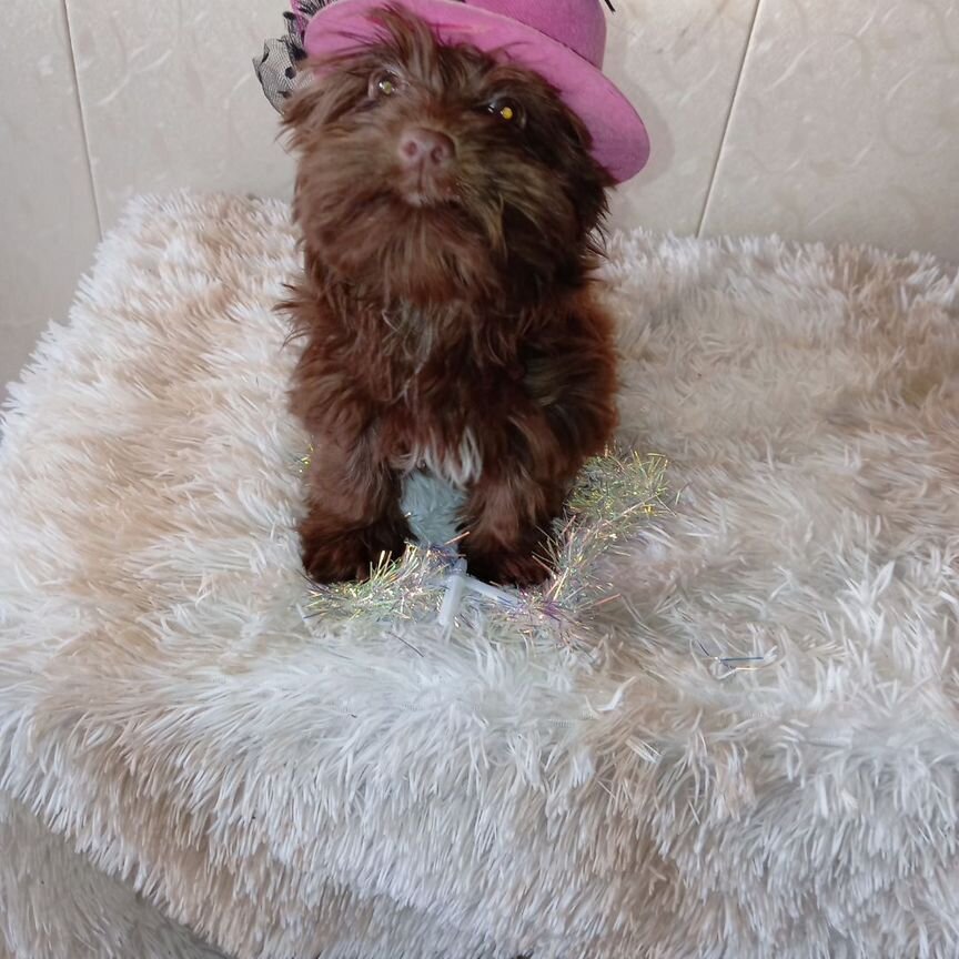 Мальтипу шоколадка