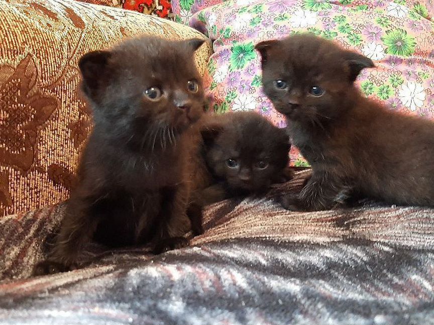Котята вислоухие
