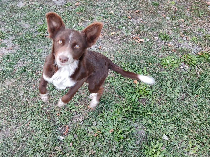 Собаки бесплатно в добрые руки щенок