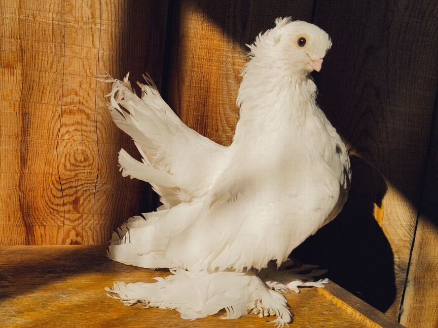 Продам статных голубей