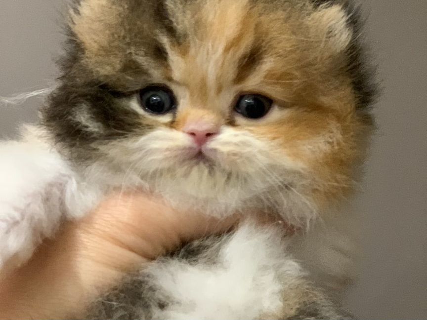 Роскошная шотландская черепашка