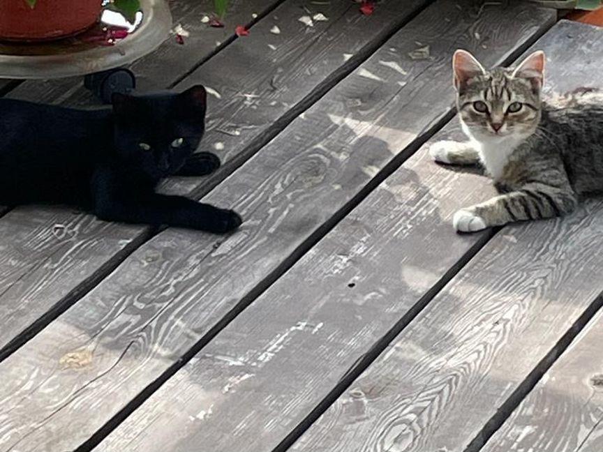 Котята в добрые руки