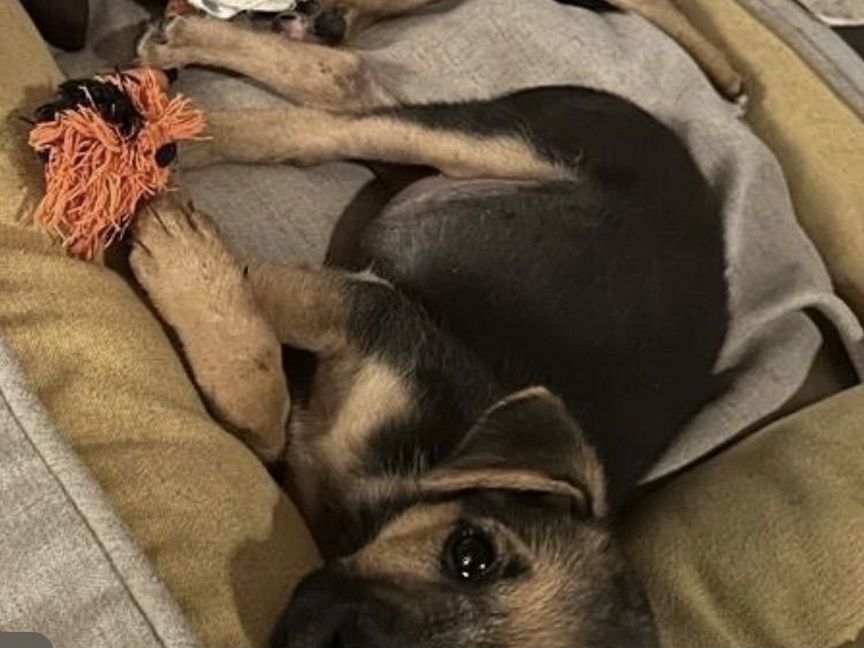 Две спасённые малышки, приют сочи