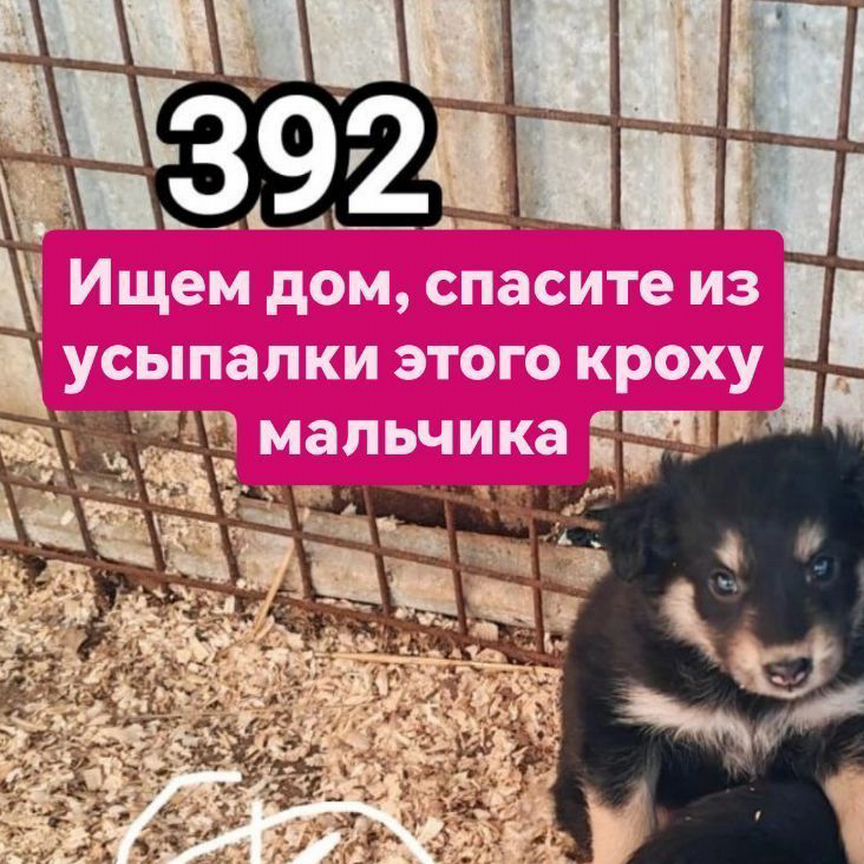 Щенок в добрые руки