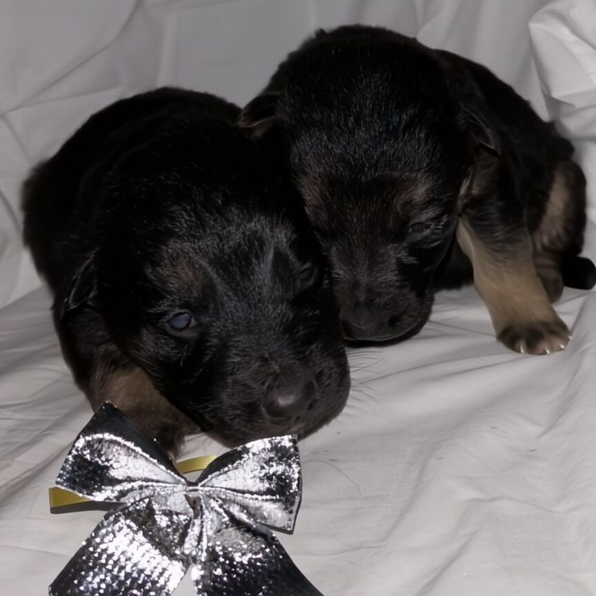 Немецкая овчарка, щенок