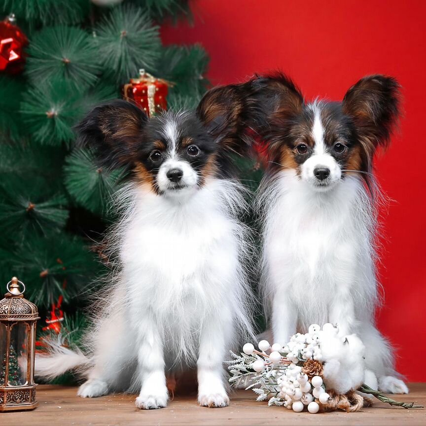 Континентальный той-спаниель папильон, щенок