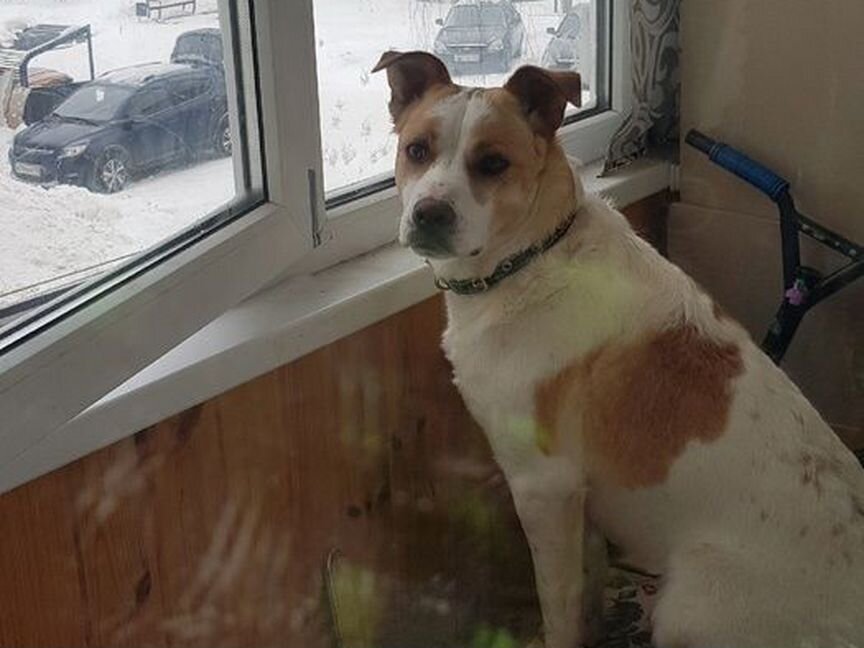 Стань для Бимки Дедом Морозом