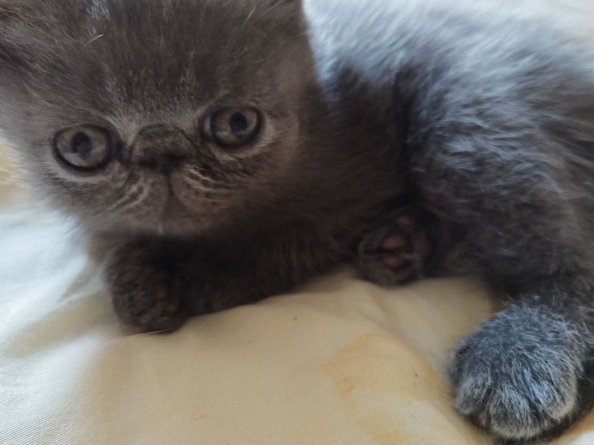 Плюшки-милашки