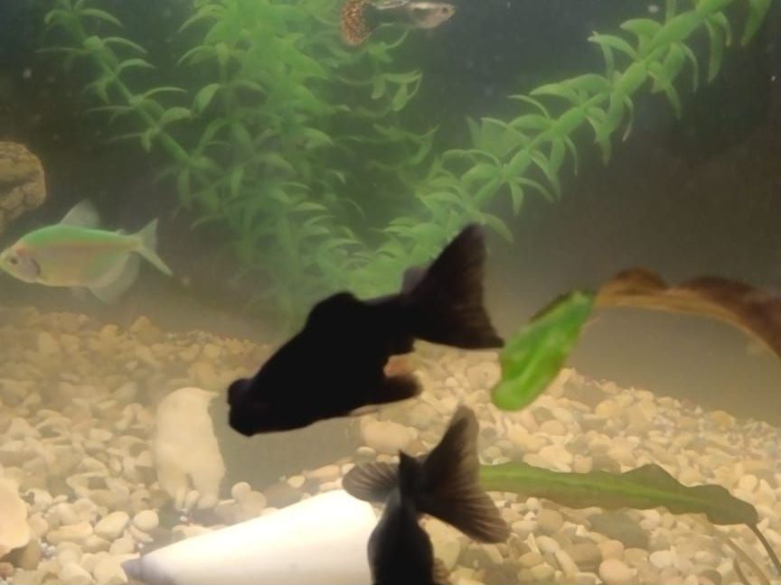 Аквариумные рыбки телескопики