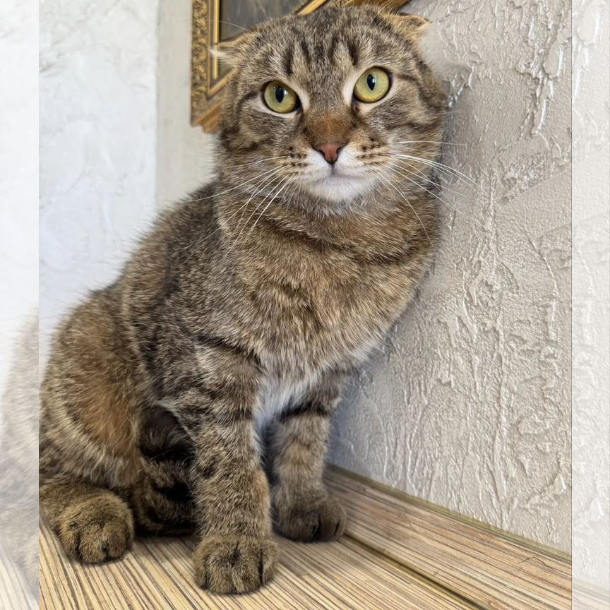 Шотландский вислоухий короткошёрстный, взрослый кот